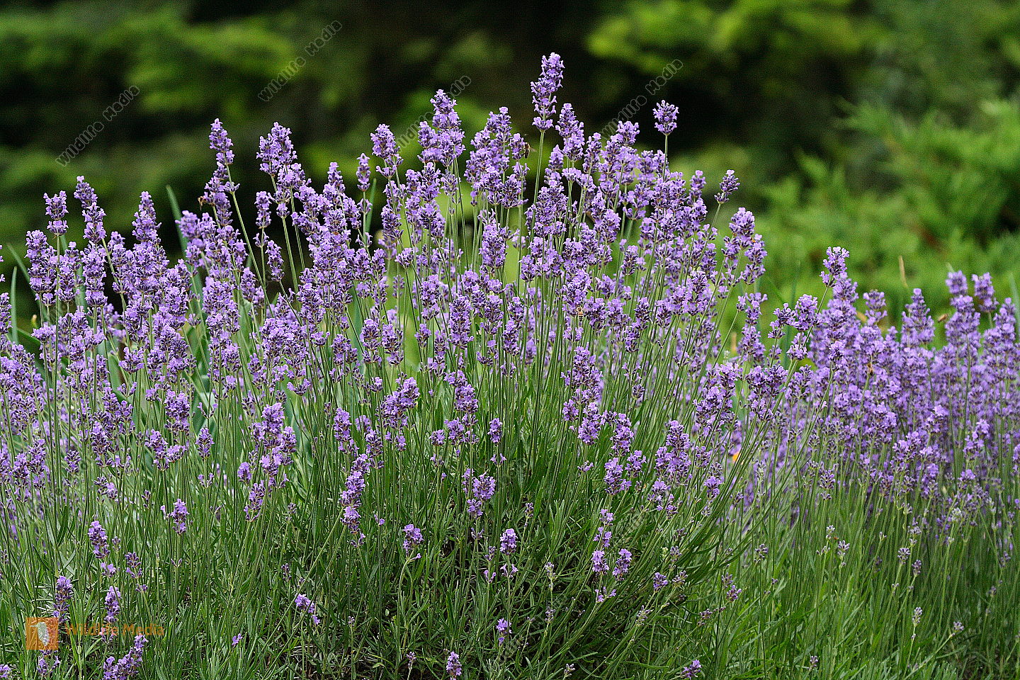Lavendel Bild Bestellen Naturbilder Bei Wildlife Media