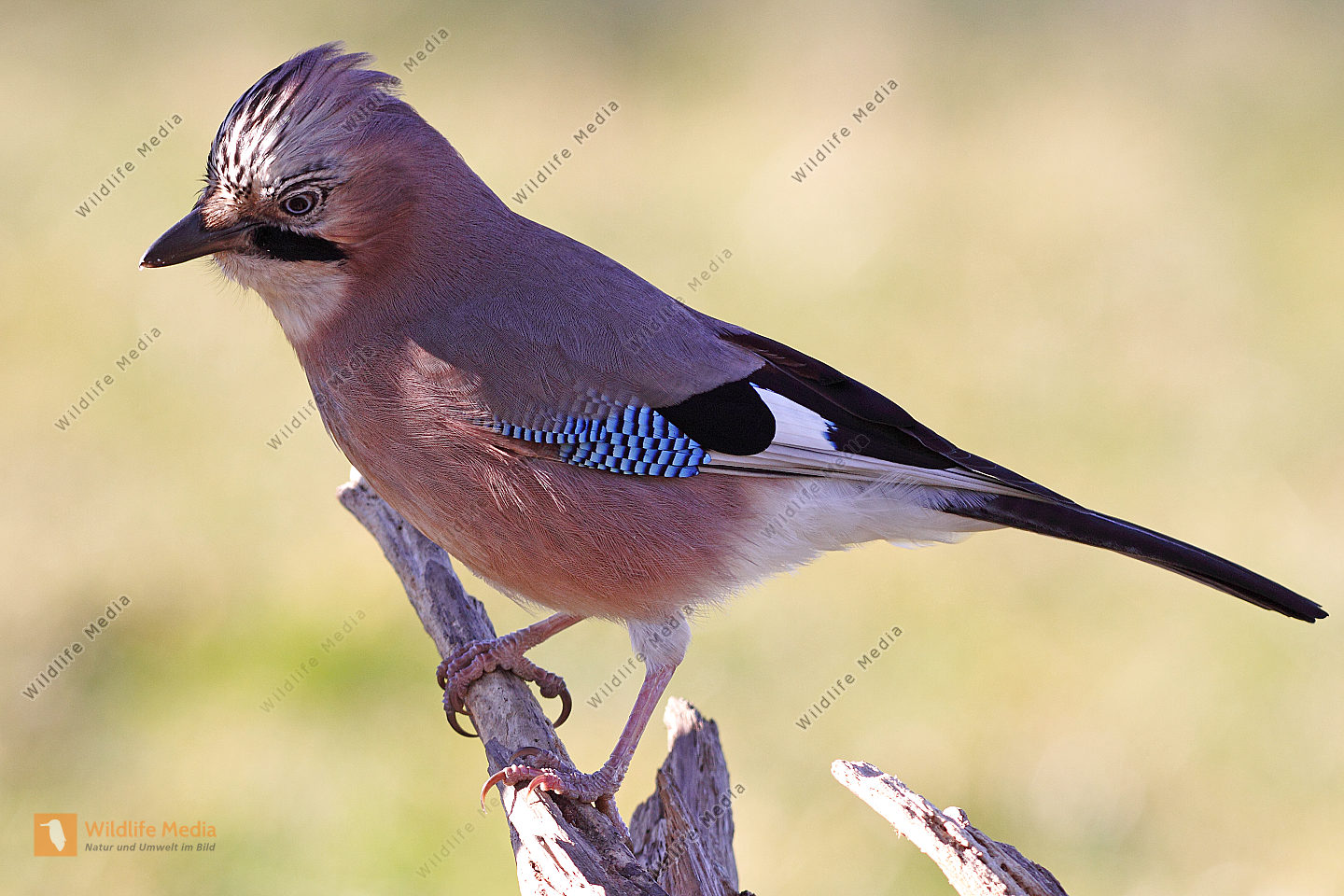 Bestellen Eichelh her Garrulus Glandarius In Freier Wildbahn Bestellen Eichelh her Garrulus Glandarius In Freier Wildbahn