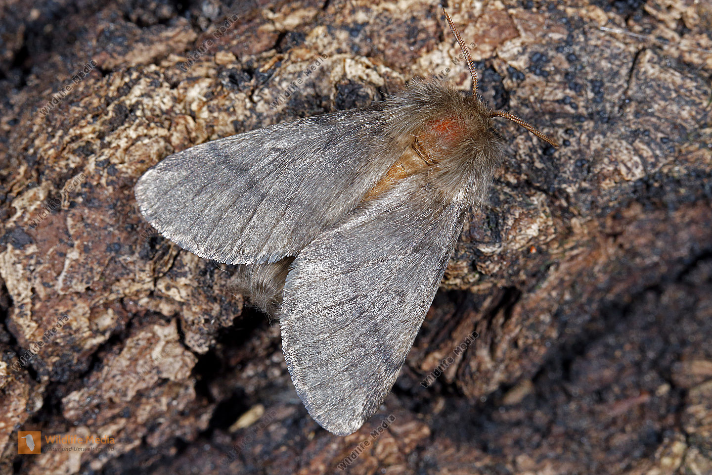 Eichen Prozessionsspinner Raupen Bild Bestellen Naturbilder Bei